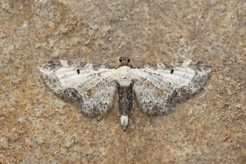 Bordered Pug Micro Moth Stock Photos - Free & Royalty-Free Stock Photos ...