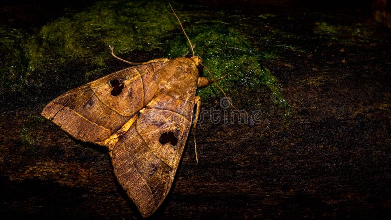 Closeup of Borneo Moth Allagrapha Aerea Stock Image - Image of ...