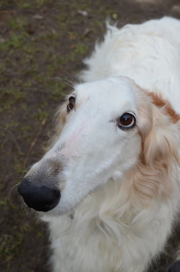 Borzoi`s face stock image. Image of portrait, borzoi - 110550429