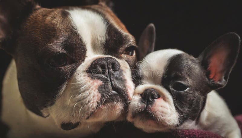Closeup of a Boston Terrier Dog Mother Nuzzling Her Puppy Baby Dog ... Closeup of a Boston Terrier Dog Mother Nuzzling Her Puppy Baby Dog ...