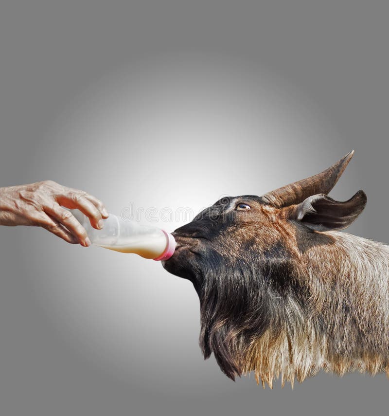 Bottle Feeding Goat Isolated on Background Stock Photo - Image of ...