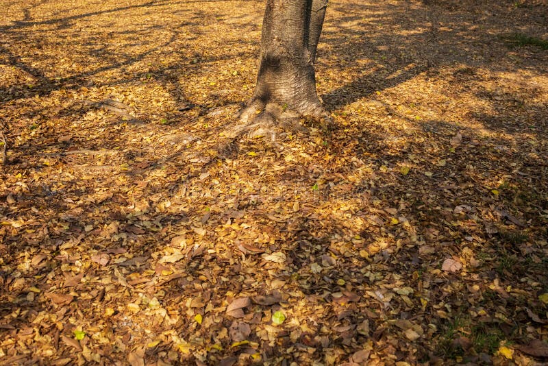 Closeup Bottom of Tree Trunk with Autumn Leaves Stock Photo - Image of ...