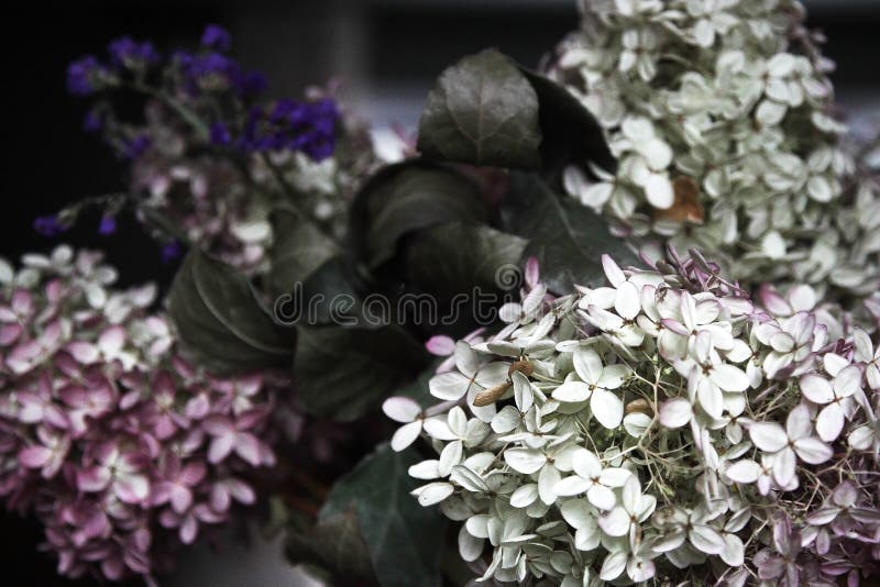Dry Hydrangea in Fall Colors Stock Photo - Image of colors, fall: 173286952