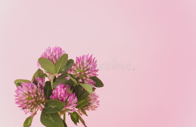Closeup of a Bouquet of Red Clovers Isolated on a Pink Background with ...