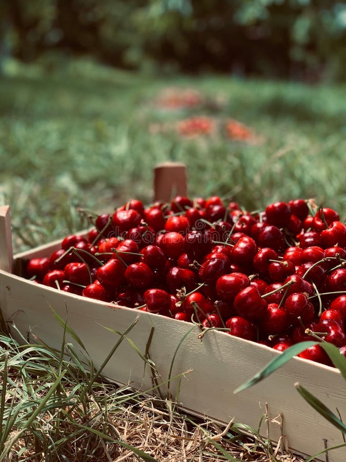 Closeup of a Box of Cherries on Grass Stock Photo - Image of nature ...