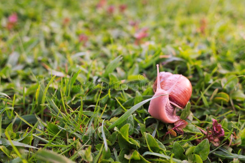 Closeup of a Box Snail with a Boot Stock Image - Image of closeup ...
