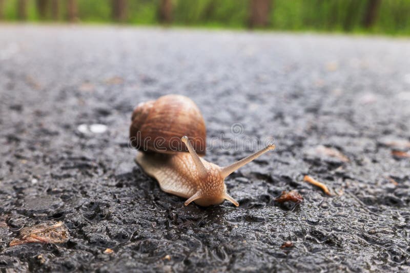 Closeup of a Box Snail with a Booth on a Road Stock Image - Image of ...