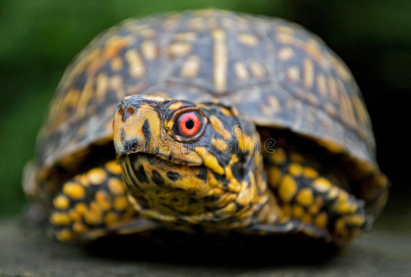 Closeup of box turtle stock image. Image of shell, slow - 11245407