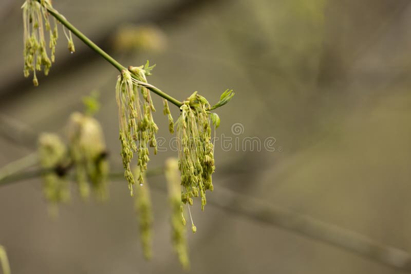 Closeup of a Boxelder Maple Deciduous Tree Male Flower Cluster in the ...