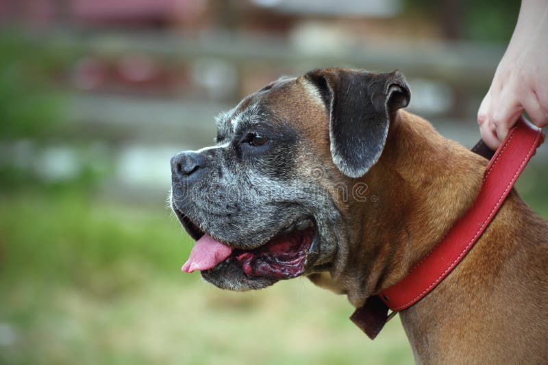 Closeup of a boxer dog stock image. Image of canine, collar - 31310637