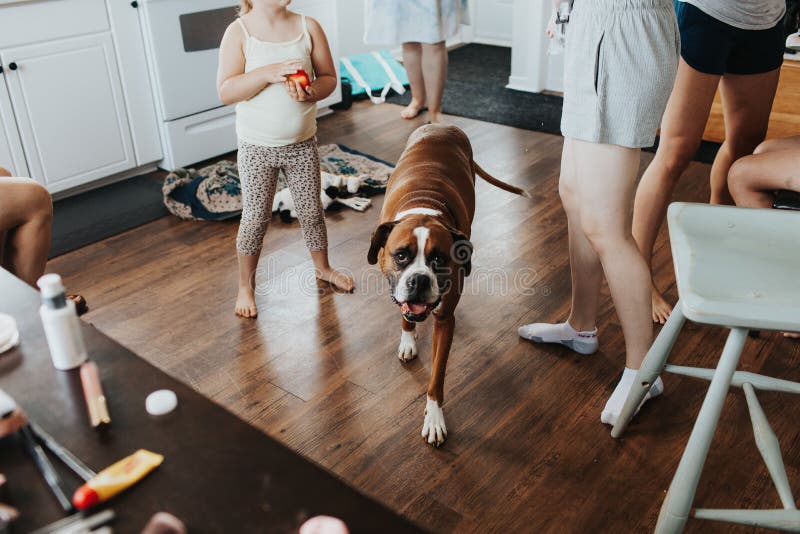 Closeup of a Boxer Walking in a House Stock Image - Image of nature ...