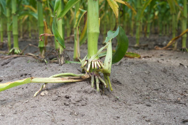 Closeup of a Brace Root of a Cornstalk in a Cornfield Stock Image ...