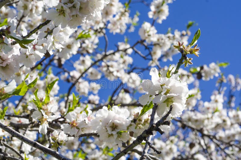 Closeup of the Branch of an Almond Tree in Full Bloom Stock Image ...