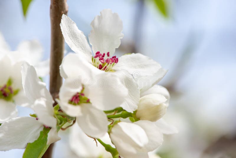 Closeup Branch with Beautiful Blooming Pear Tree Flowers in Garden ...
