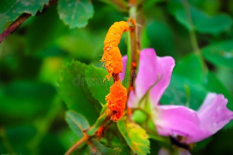 Rose Rust. Symptoms of Fungal Disease of Roses in Form of Yellow Spots ...