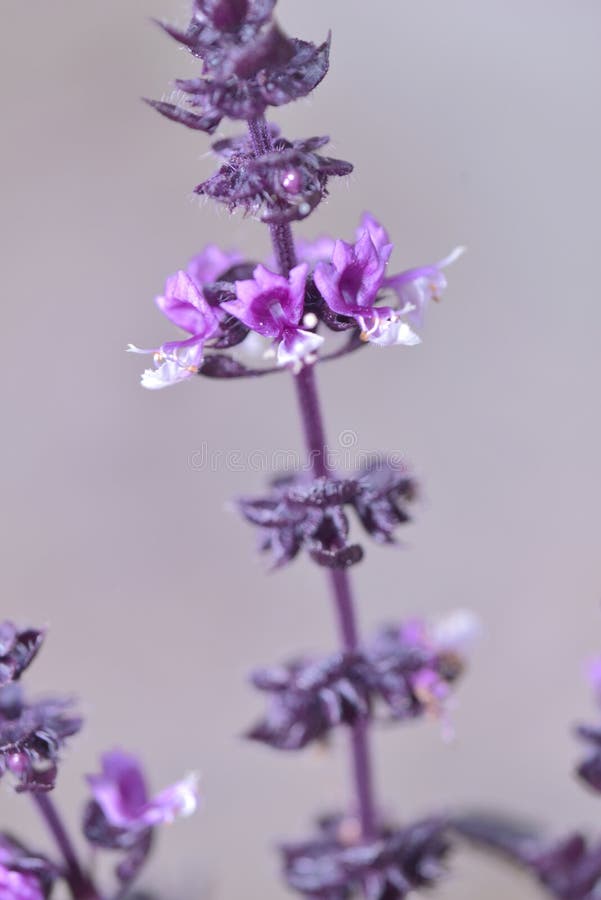 Branch of Purple Basil Flowering in Garden Stock Image - Image of ...