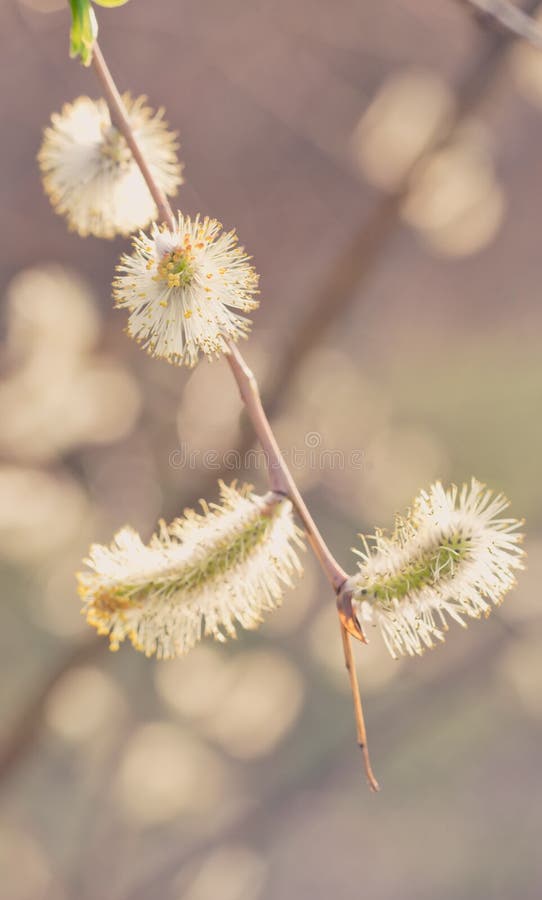 Flowering Spring Willow Tree. Spring Sunny Meadow Stock Image - Image ...