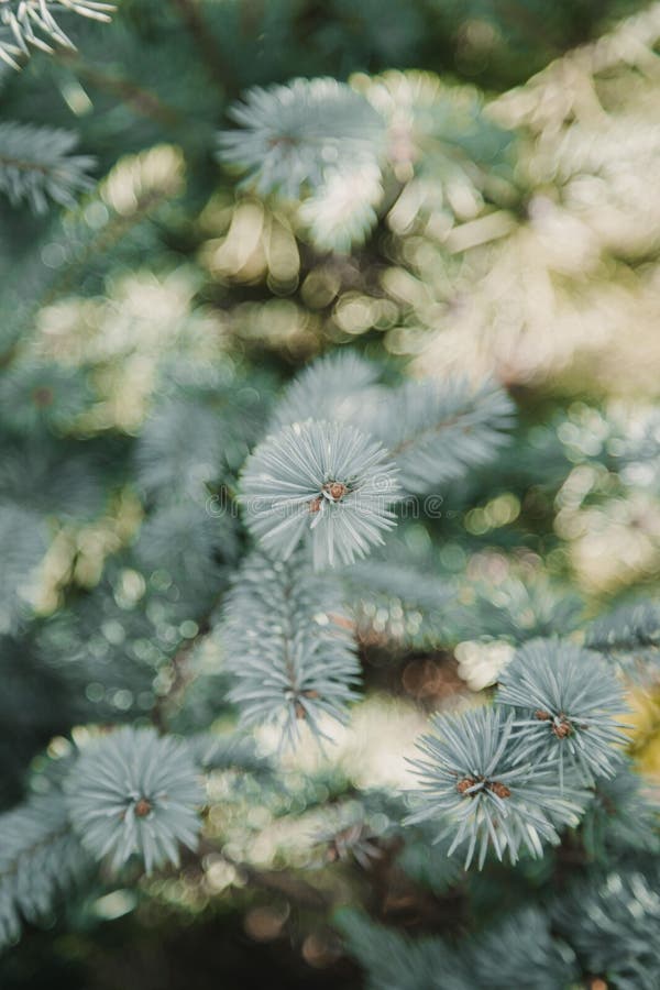 A Closeup of Branches of Blue Spruce or Picea Glauca Stock Photo ...