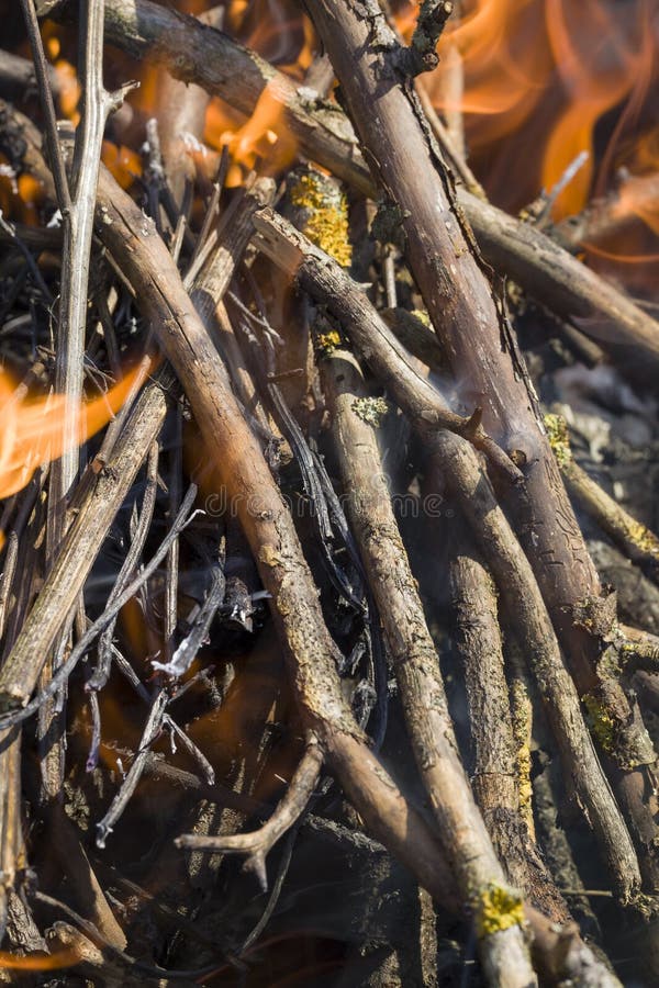 Branches Burning in the Fire Stock Photo - Image of thin, dark: 223358950