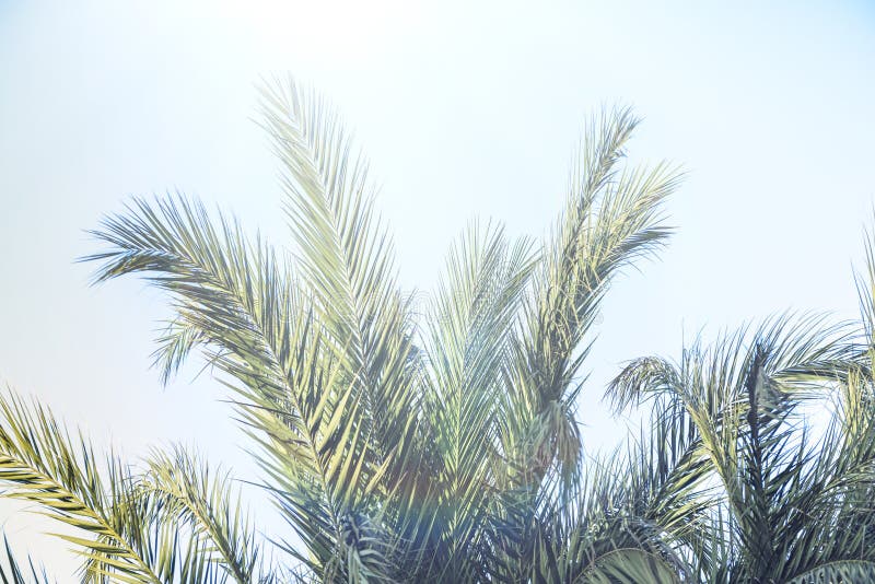 Closeup of Branches of Coconut Palms Trees. Bottom View Stock Photo ...