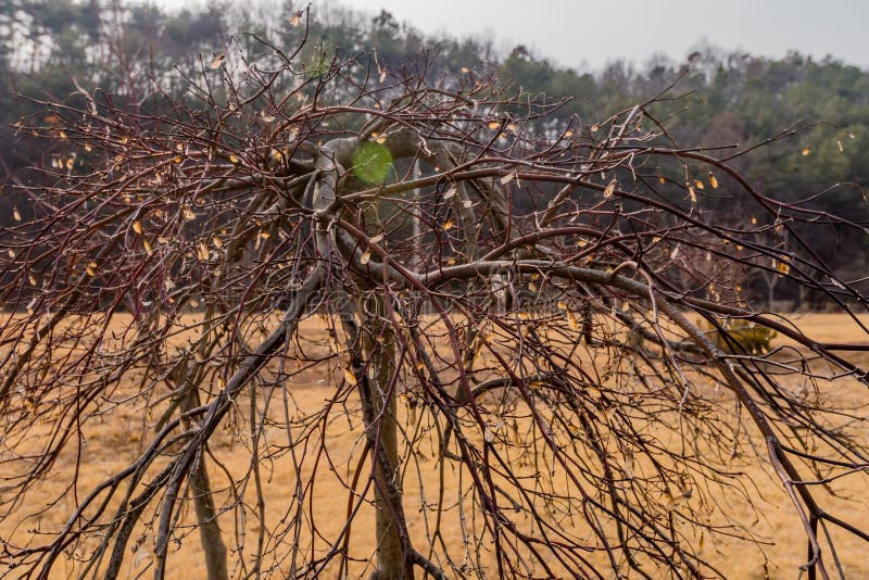 Small Leafless Tree in Park Stock Photo - Image of branch, cold: 173454170