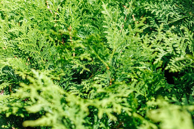 Branches of Thuja Trees in the Park Stock Photo - Image of bush, plant ...