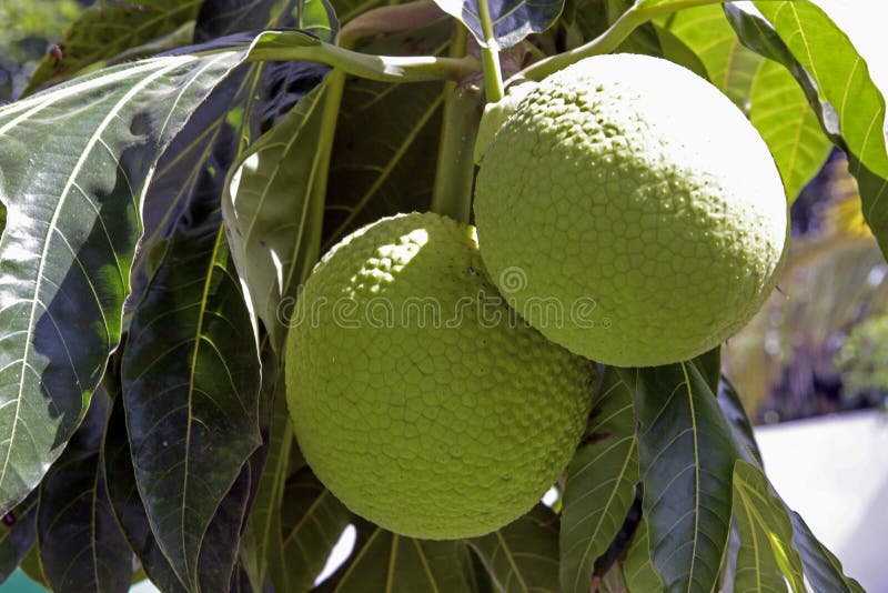 Fruta Pao Fruit Stock Photos - Free & Royalty-Free Stock Photos from ...