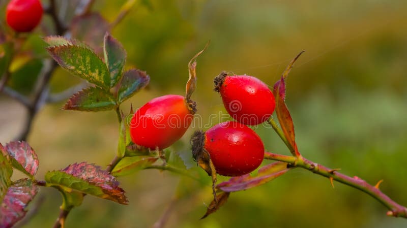 Closeup Briar Bush Branch with Berries Stock Photo - Image of food ...