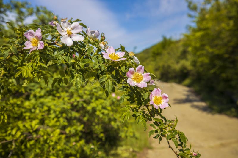 Briar Bush with Flowers in Bloom Stock Image - Image of macro, leaf ...