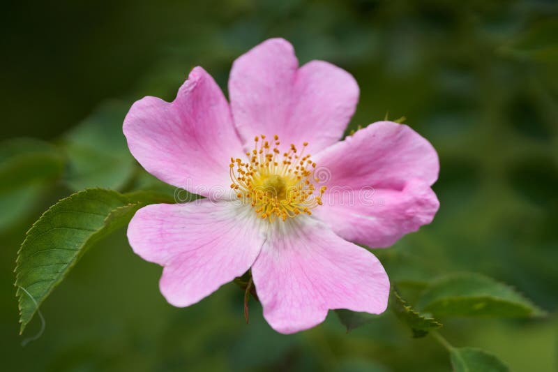 Closeup of briar flower stock image. Image of closeup - 281668475