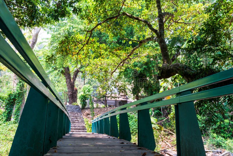 Closeup of Bridge in Rainforest Stock Image - Image of garden, nature ...