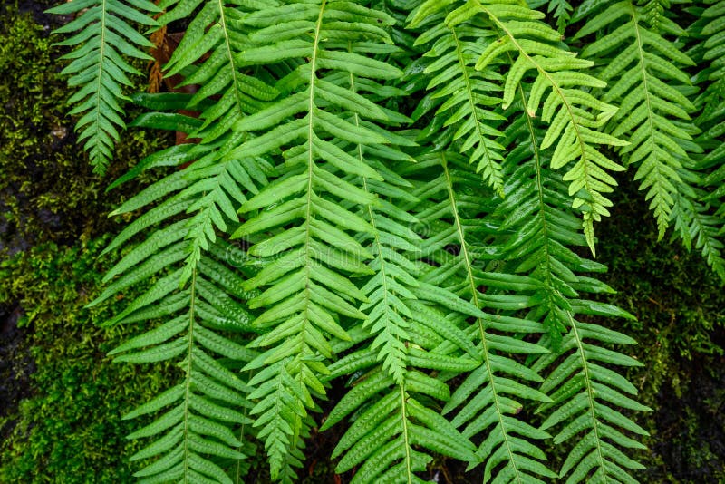 Closeup of Bright Green Ferns, Pattern and Texture, As a Nature ...