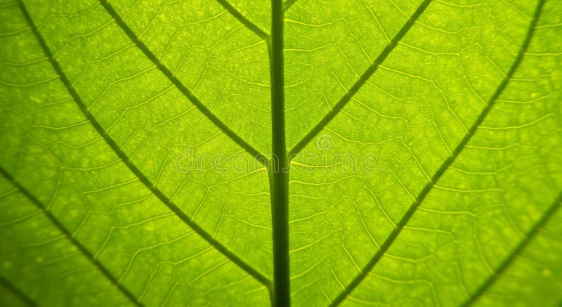 Closeup of Bright Green Leaf Texture with Visible Veins Stock ...