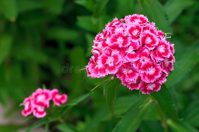 Carnation. Field of Carnations with Green Leafs and Flower Buds in Pot ...