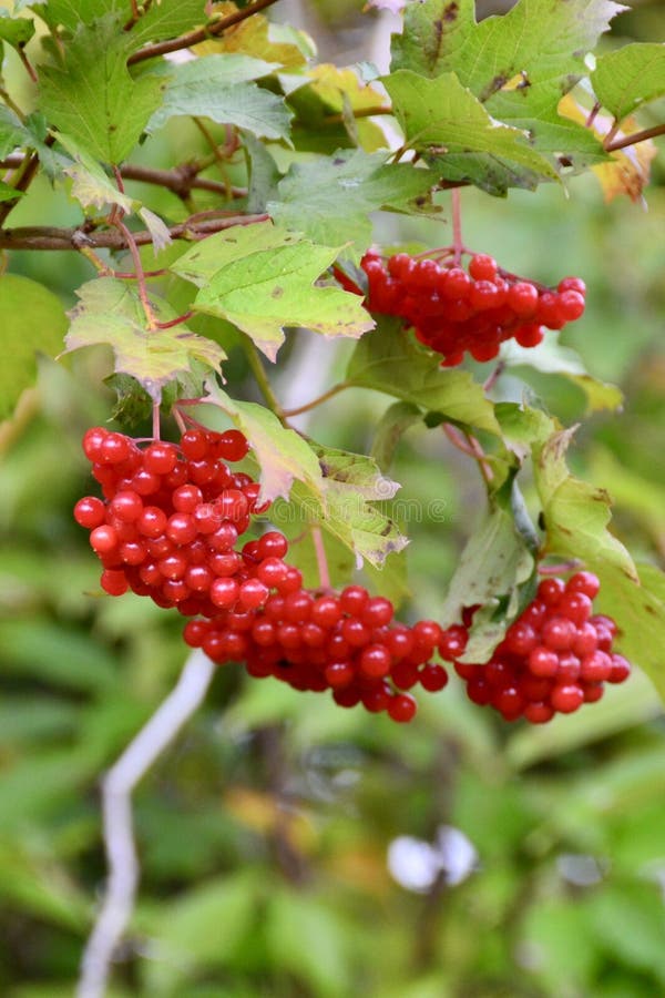 Closeup of Bright Red Berries Hanging from Tree Stock Image - Image of ...