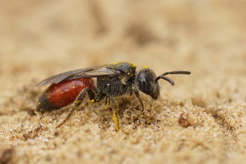 Closeup on a Bright Red Cuckoo Bee, Sphecodes , Sitting in the Sand ...