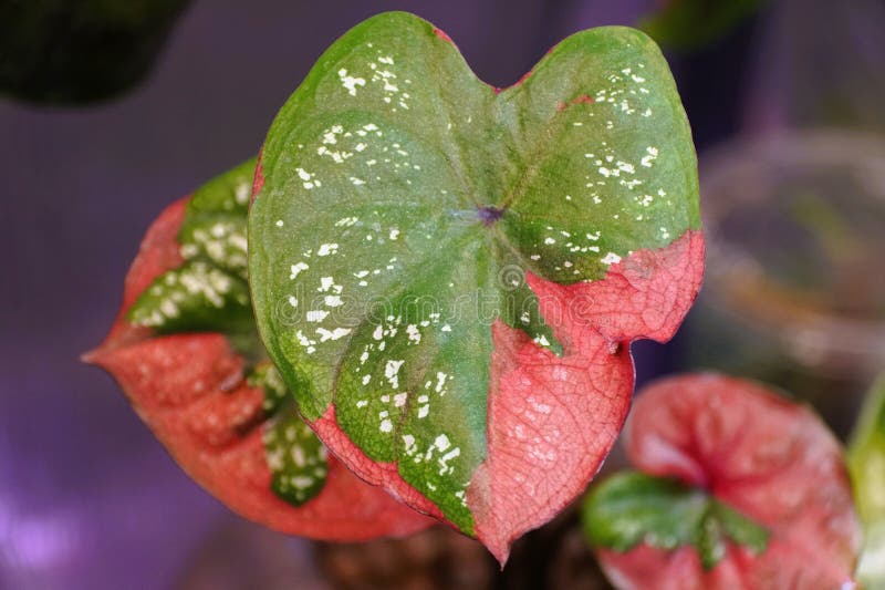 Closeup of the Bright Red and Dark Green Love Shape Leaf of Caladium ...