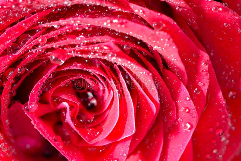 Closeup of a Bright Red Rose with Dew Drops Stock Image - Image of ...