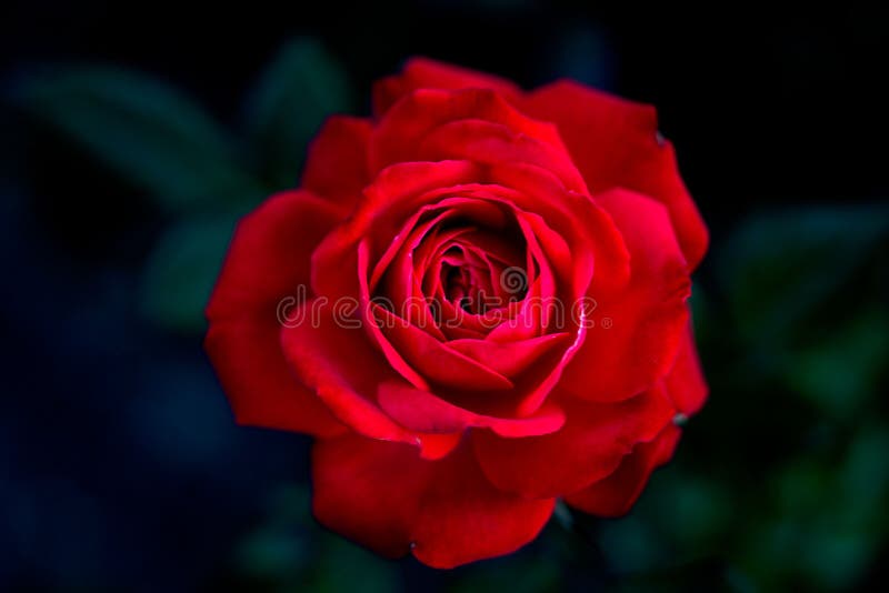 Closeup of a Bright Red Rose Growing in a Garden Stock Photo - Image of ...