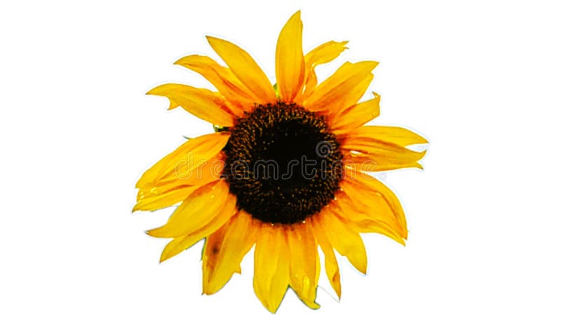 Gradient Sunflower Stock Illustrations – 1,336 Gradient Sunflower Stock ...