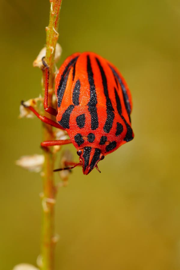 Closeup on the Brilliant Red Colored Mediterranean Striped Shieldbug ...
