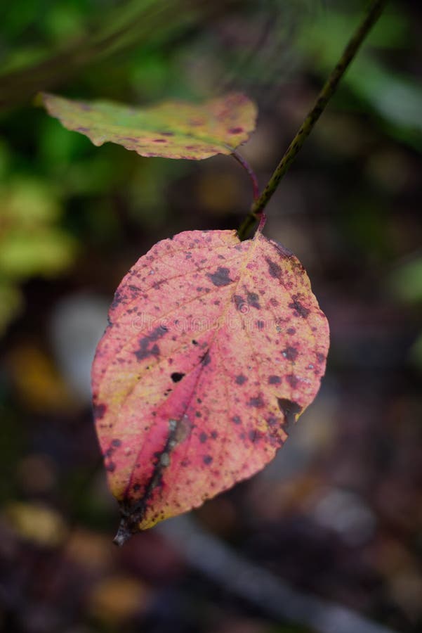 Closeup of Autumn Broken Leaves on Dark Background, Shallow DOF Stock ...