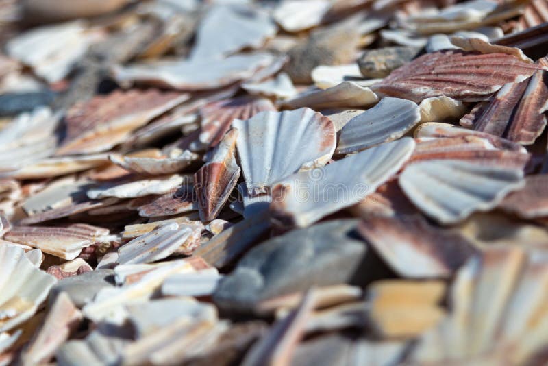 Closeup of Broken Shells on the Beach Stock Photo - Image of shore ...