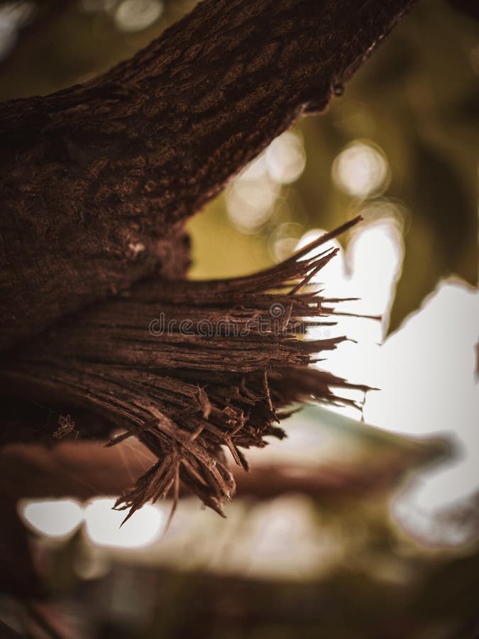 Closeup of a Broken Tree Limb on a Bokeh Background Stock Image - Image ...