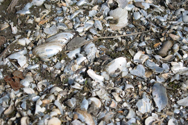White Shells stock photo. Image of outdoors, shells - 120274578