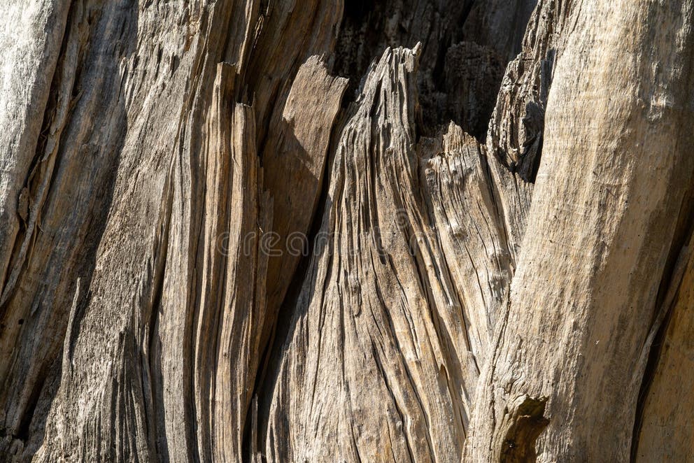 Closeup of a Broken Tree Wood Texture Stock Image - Image of wooden ...