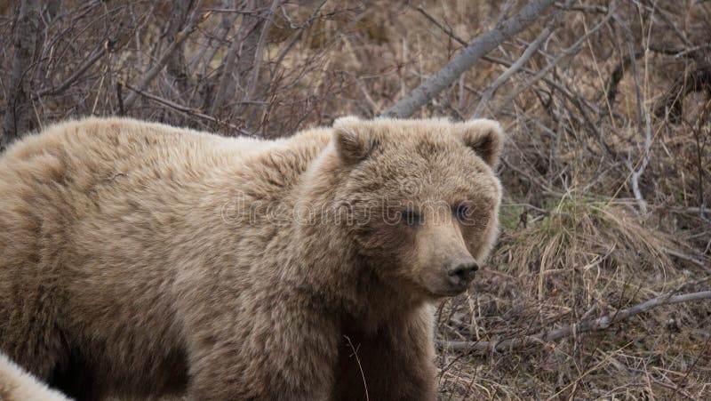 Closeup of a Bron Grizzly Bear Outdoors Stock Photo - Image of animal ...