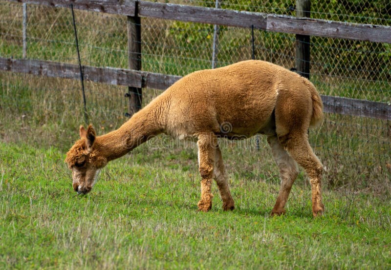 Closeup of a Brown Alpaca Grazing on a Green Field Stock Image - Image ...