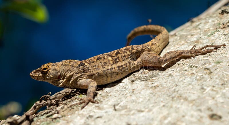 Closeup of a Brown Anole Lizard Crawling on a Tree Bark Stock Image ...