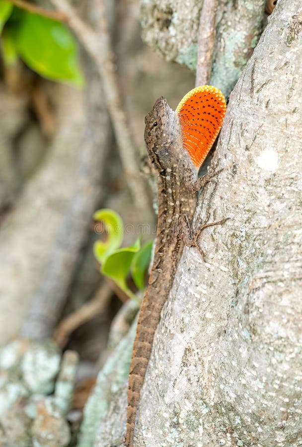 Closeup of a Brown Anole Lizard Crawling on a Tree Bark Stock Image ...